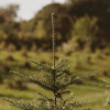 Gallery | The Old Grove Christmas Tree Farm